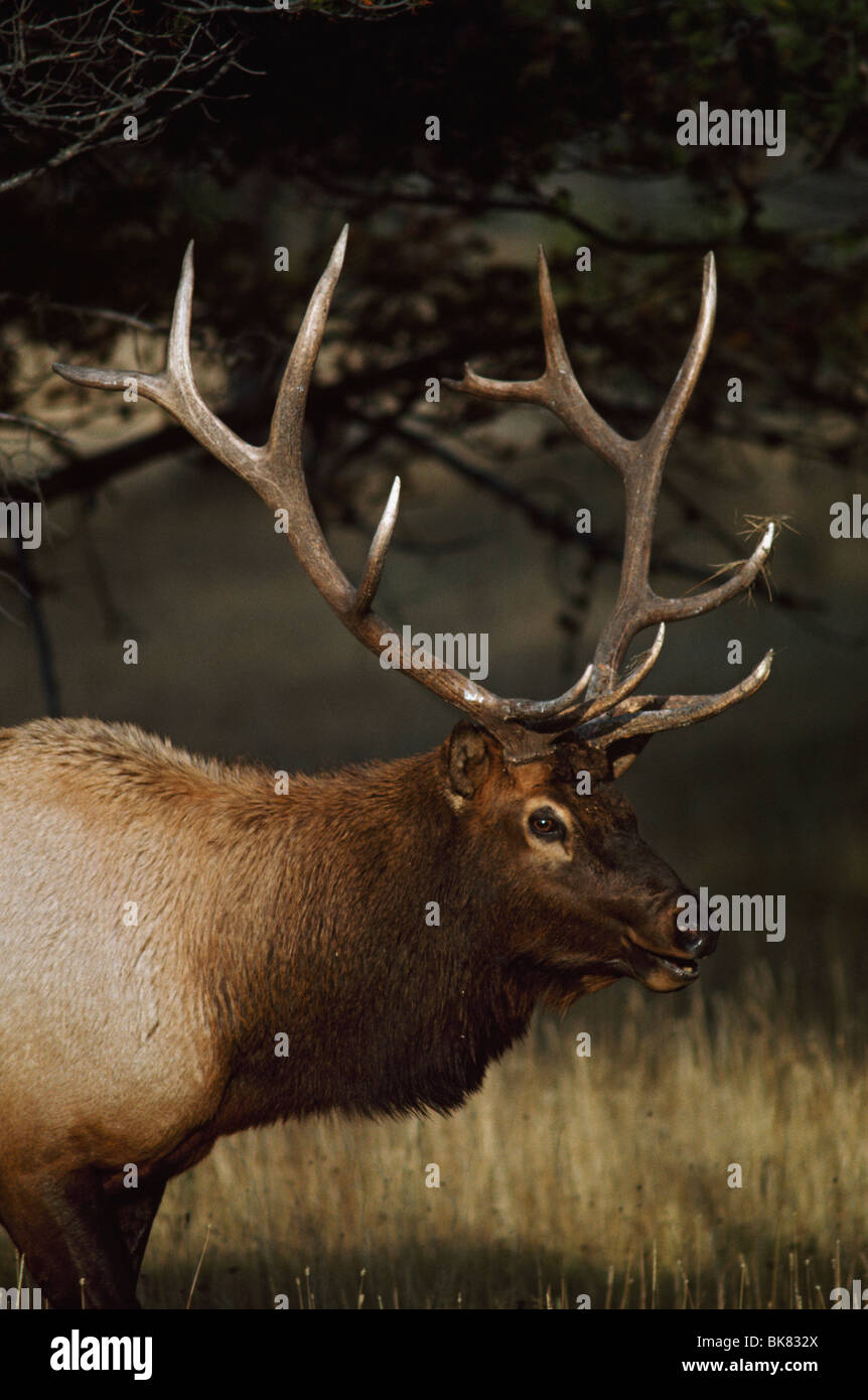 Bull Elk (Cervus Canadensis) Displaying Five-Point Antlers Stock Photo ...