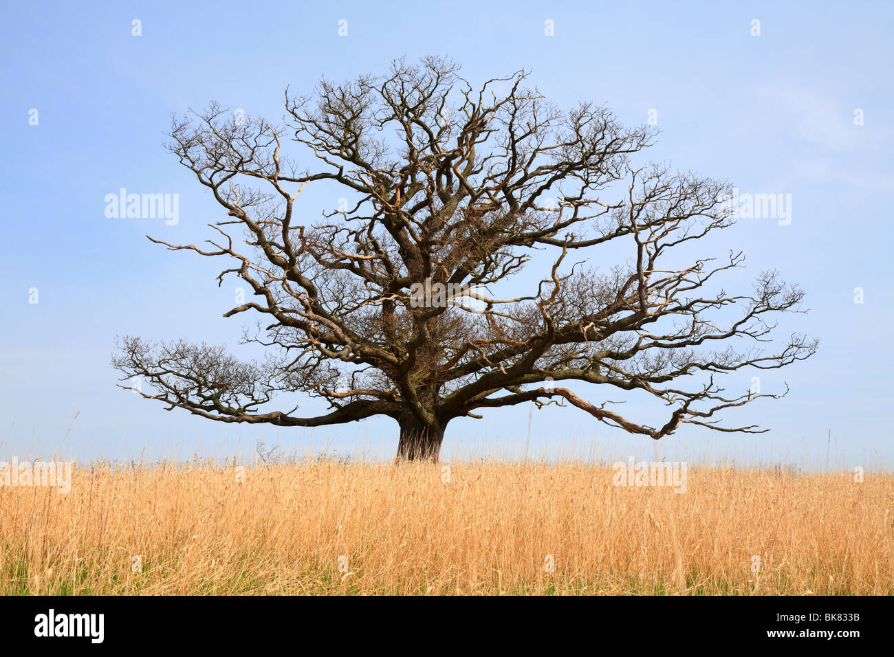 Oak tree field hi-res stock photography and images - Alamy