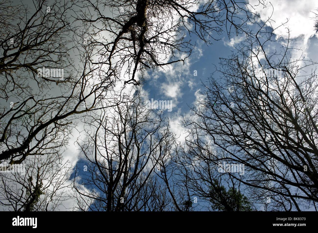 Ominous trees hi-res stock photography and images - Alamy