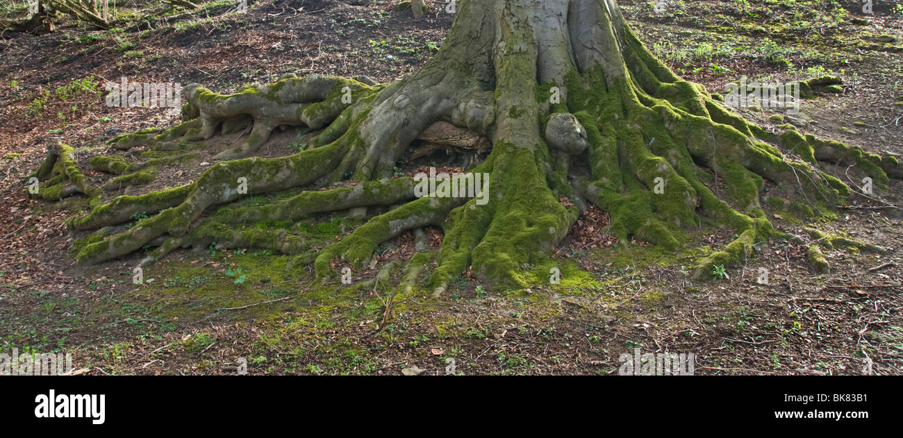 The base of a beech tree showing roots covered in moss Stock Photo - Alamy