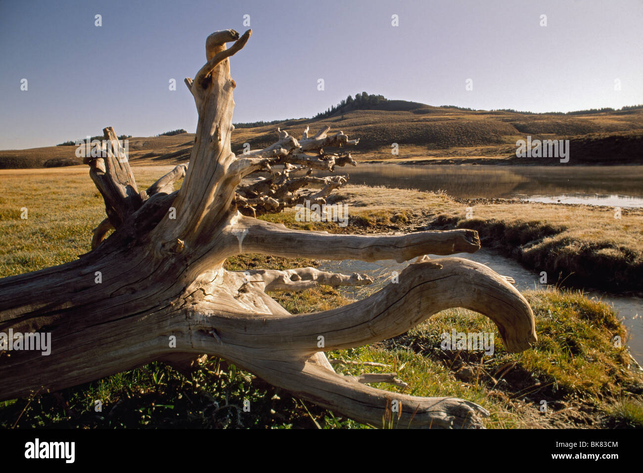 Driftwood stump along yellowstone river hi-res stock photography and ...