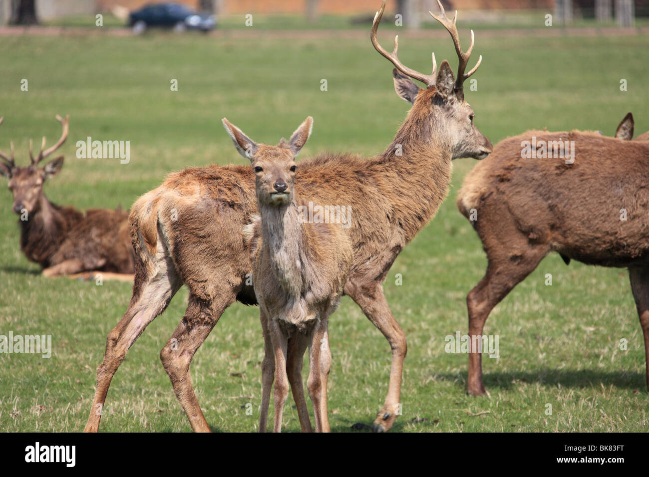 Red and Fallow Deer in London's Richmond Park on a Spring Afternoon ...