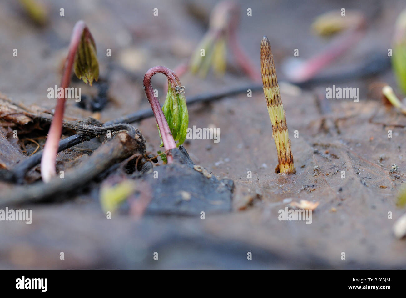 The first signs of spring Stock Photo - Alamy