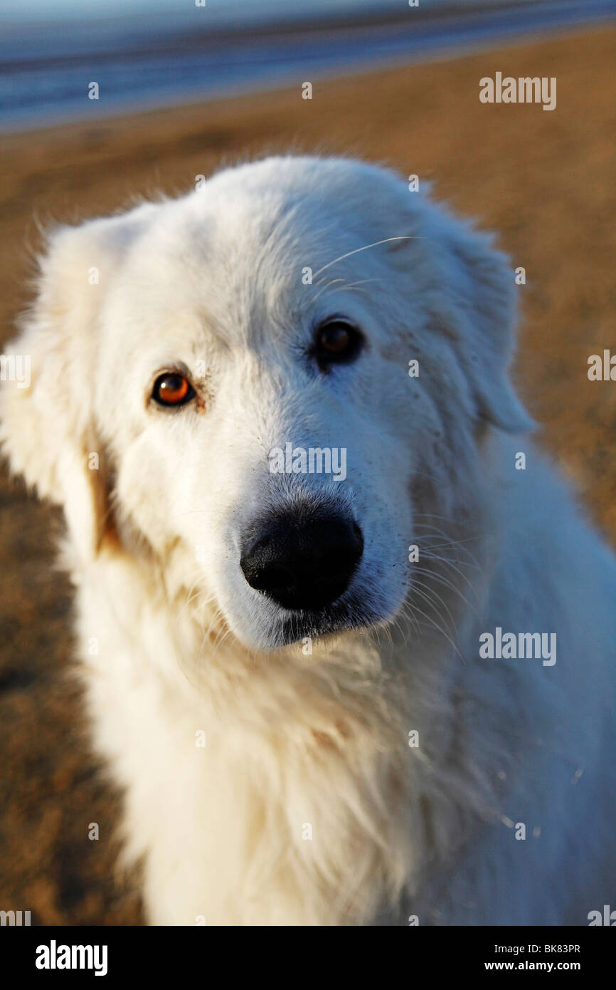 Maremma dog hi-res stock photography and images - Alamy
