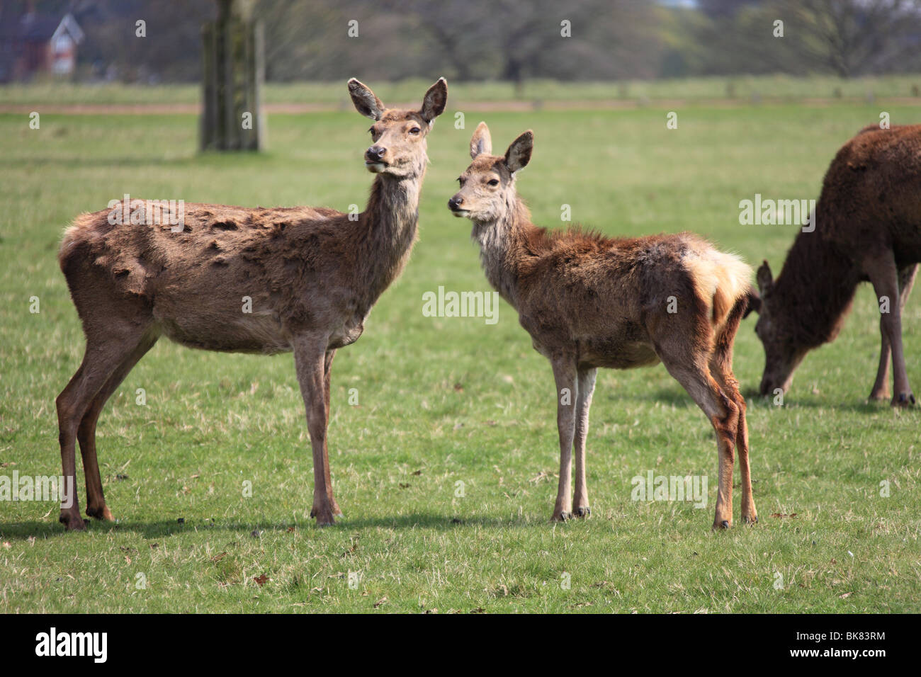 Robin barnes hi-res stock photography and images - Alamy