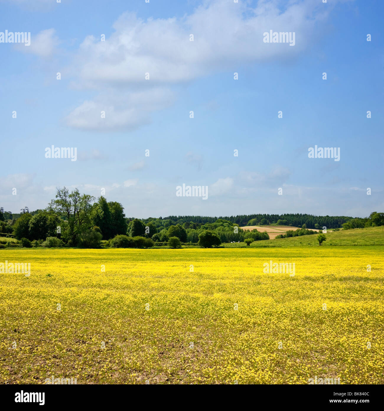 Landscape and field of Buttercups near Albury, Surrey, England, UK ...
