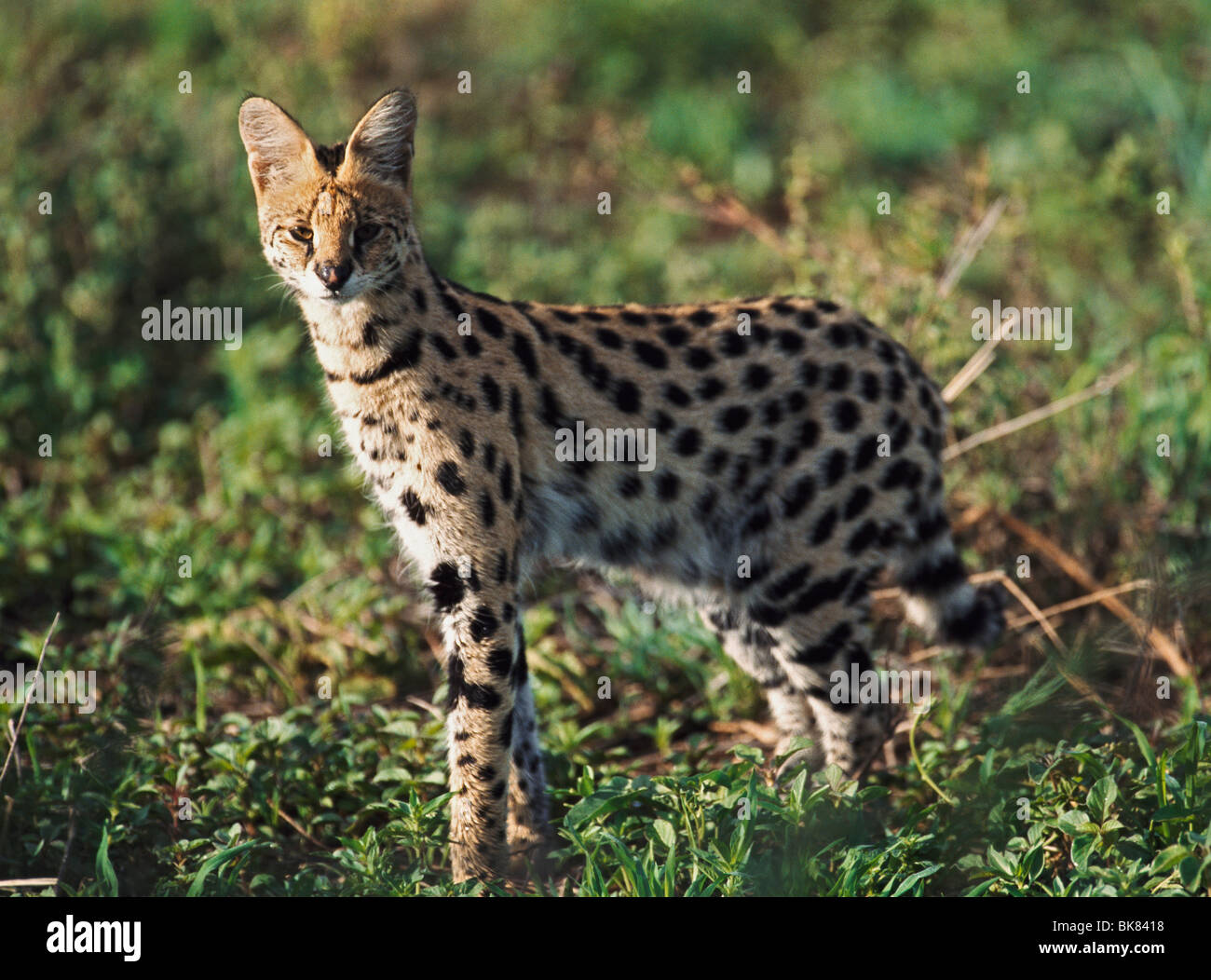 Serval wildlife hi-res stock photography and images - Alamy