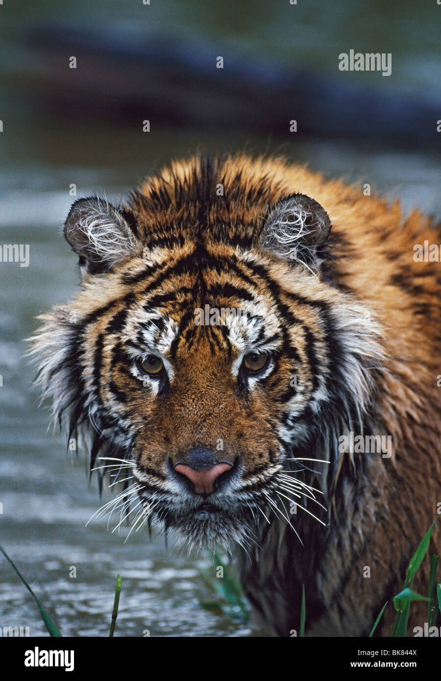 Portrait Of Wet Siberian Tiger Stock Photo - Alamy