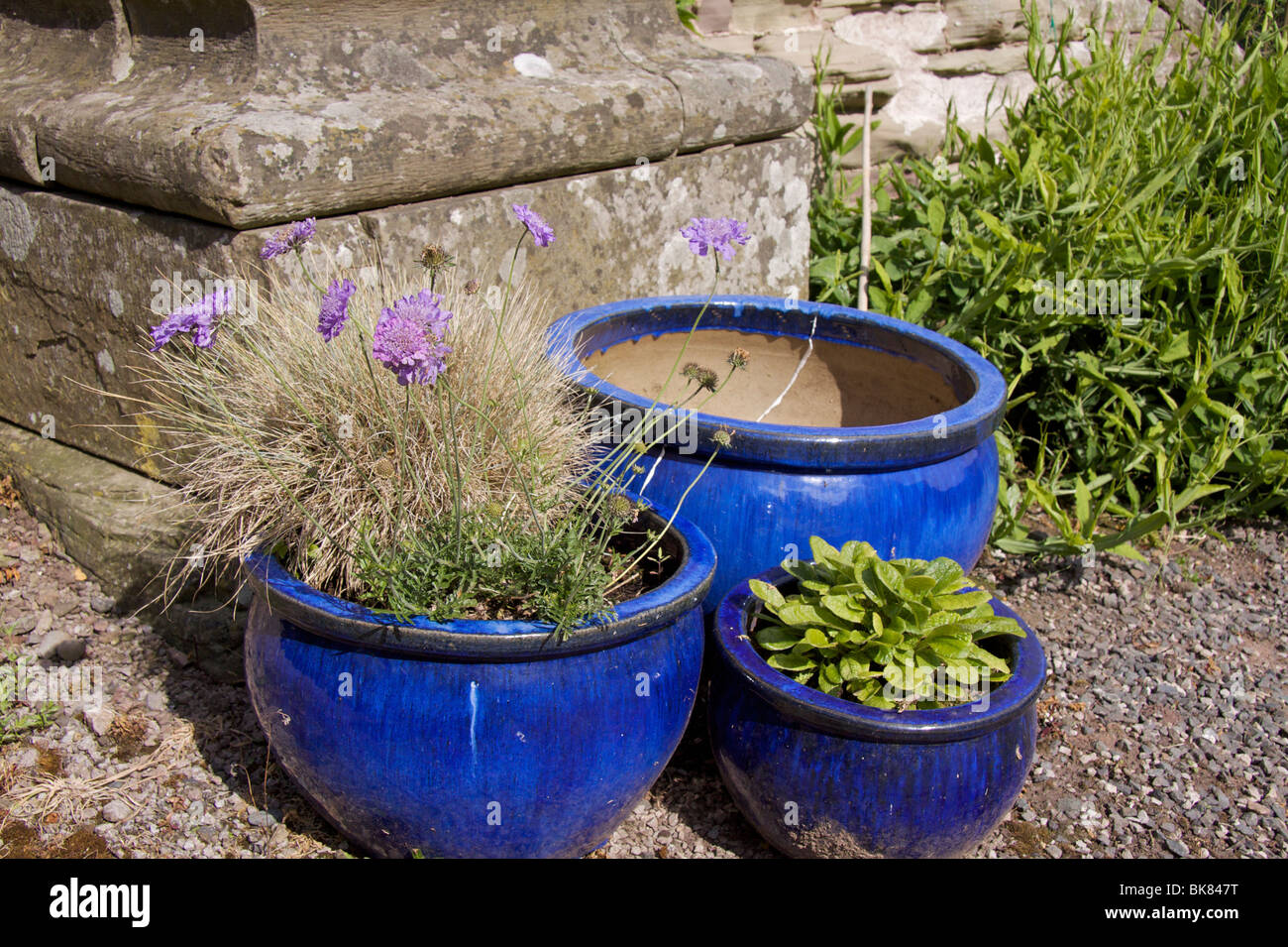 Three blue flower pots with Scabious flowers and plants on a sunny ...