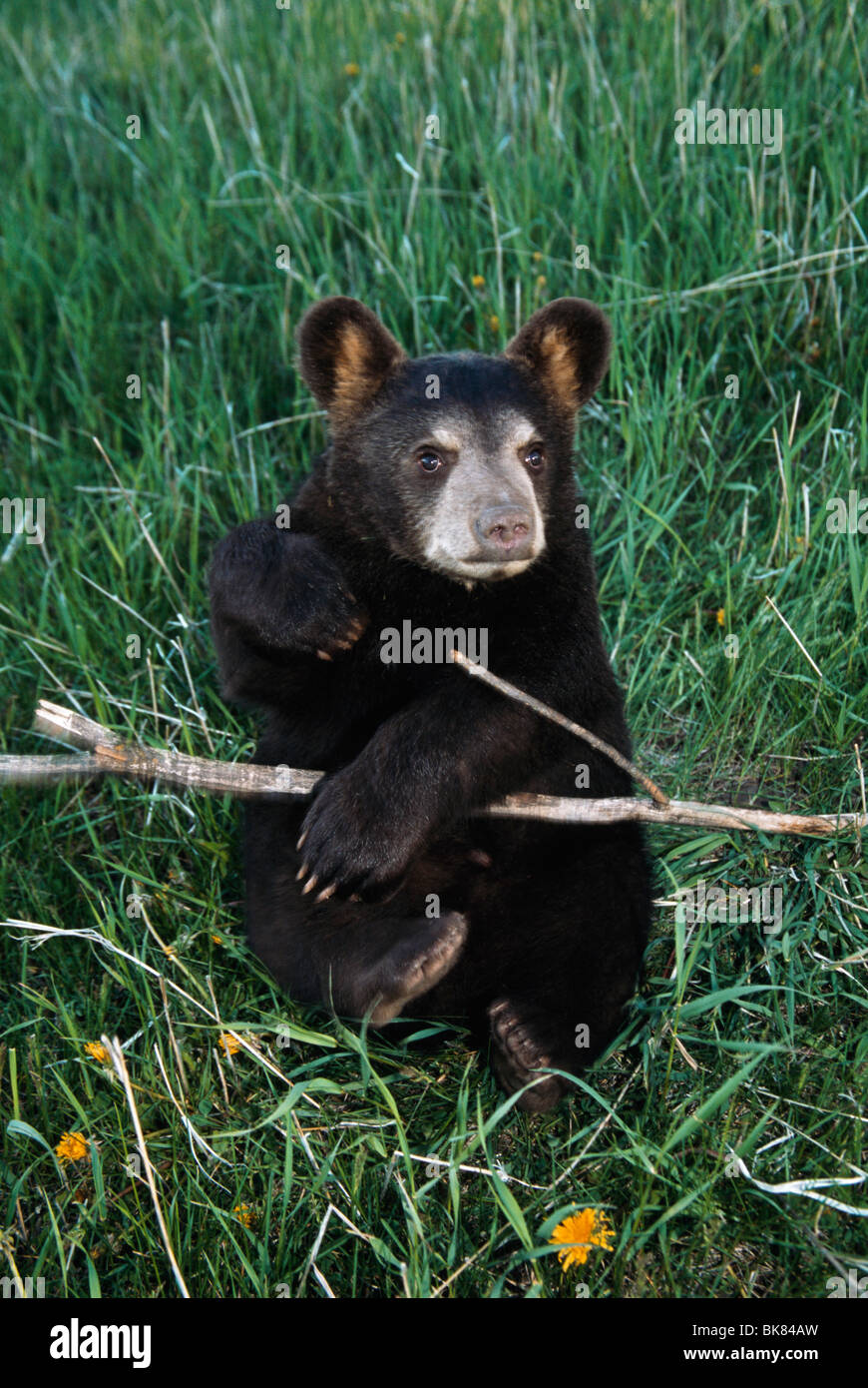 Bear baby cub up hi-res stock photography and images - Alamy