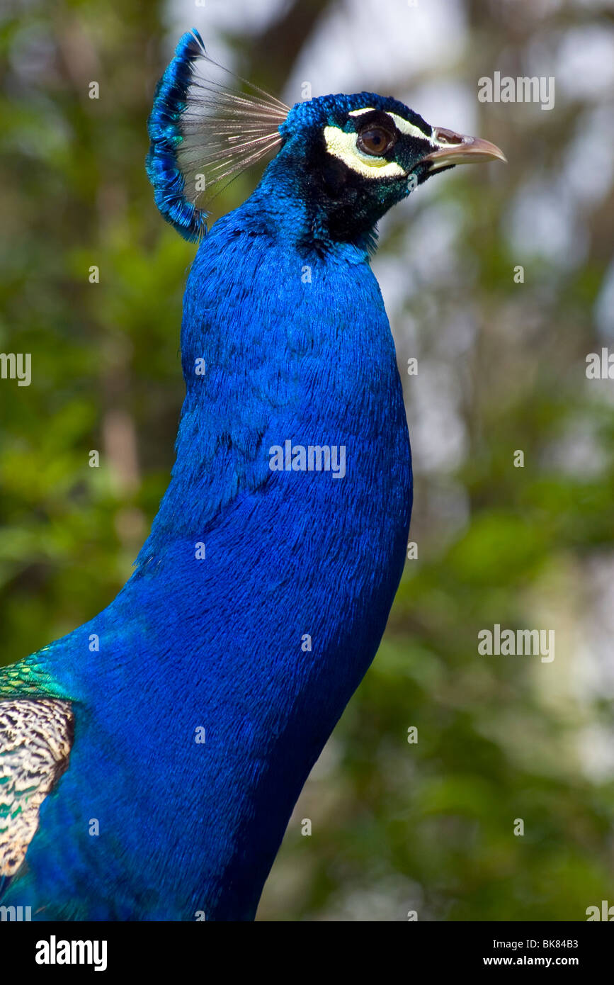 Animals, Birds, Peacock Stock Photo - Alamy