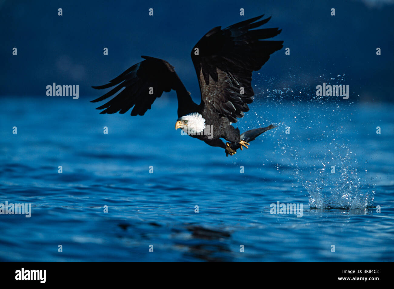 Bald Eagle In Flight With Just Captured Fish In Talons Stock Photo - Alamy