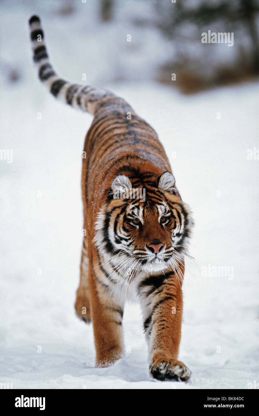Siberian Tiger In Snow Stock Photo - Alamy