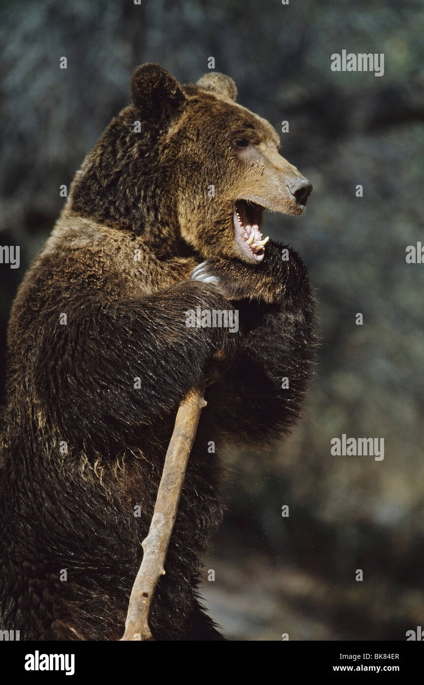 Grizzly Bear Standing Upright While Holding A Large Stick Stock Photo ...