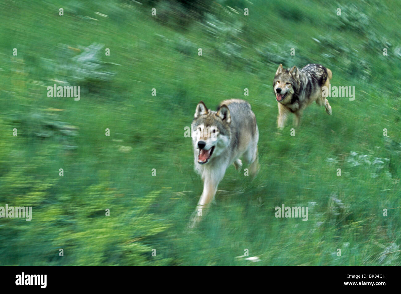 Blurred running wolf hi-res stock photography and images - Alamy