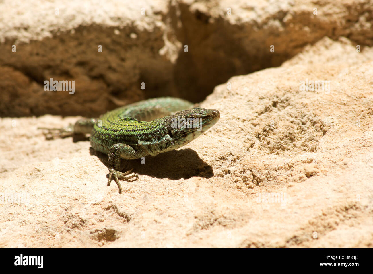 Iberian (Spanish) Wall Lizard resting on a wall in Palma, Mallorca ...