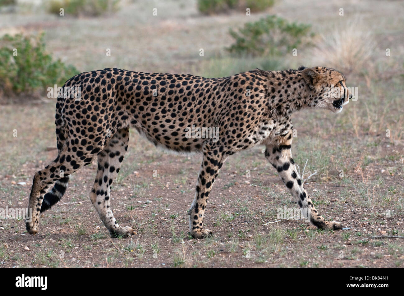 Cheetah on the Quiver Tree Reserve and Rest Camp near Keetmanshoop ...