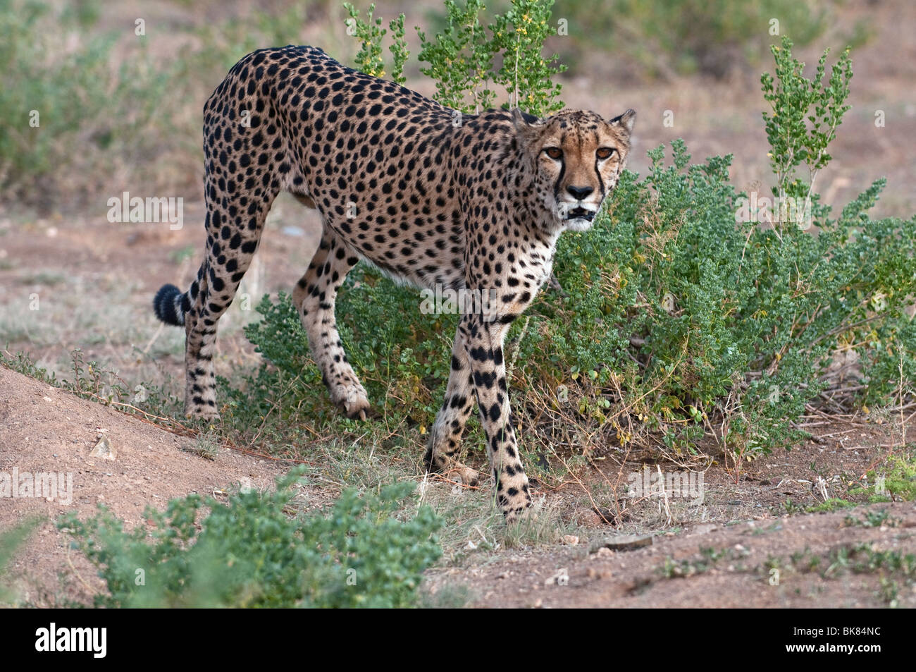 Cheetah on the Quiver Tree Reserve and Rest Camp near Keetmanshoop ...