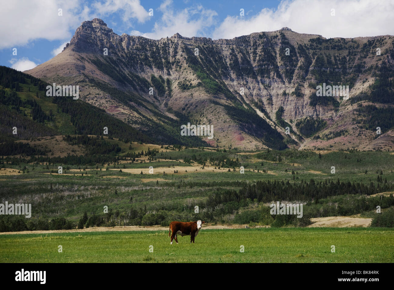 Single cattle hi-res stock photography and images - Alamy
