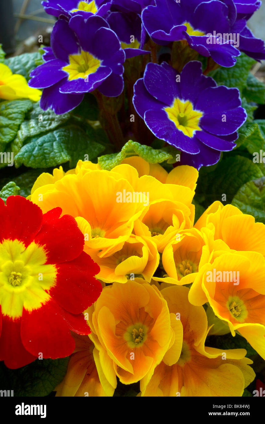 Plants, Flowers, Primulas Stock Photo - Alamy