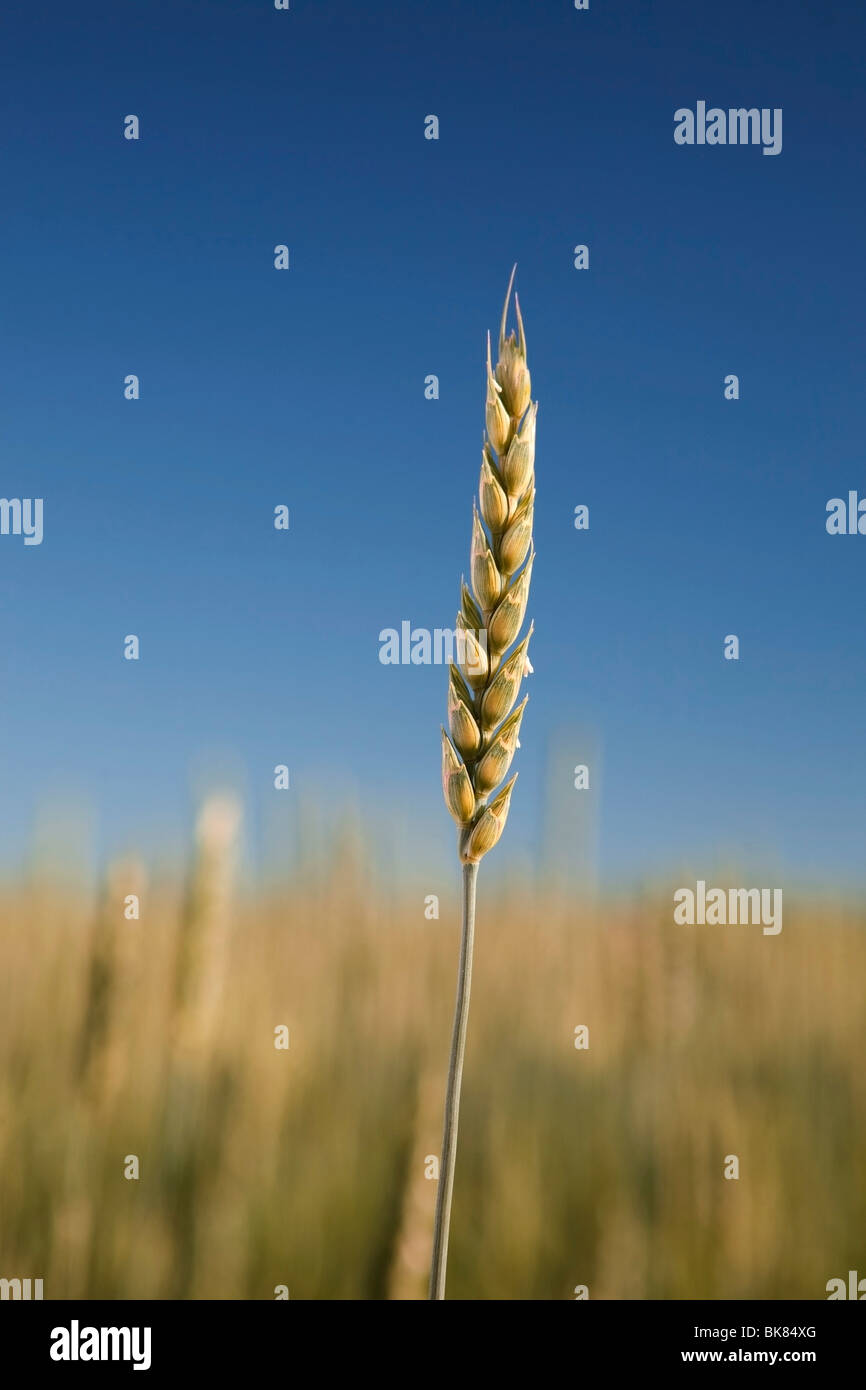 Wheat stalk hi-res stock photography and images - Alamy