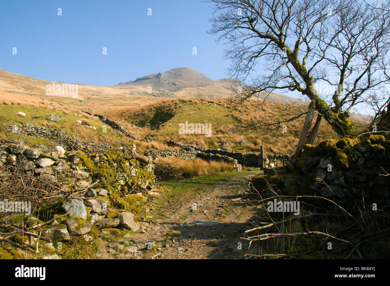 Arenig Fawr from the ruined farm at Amnodd-wen, in the Arenig hills ...