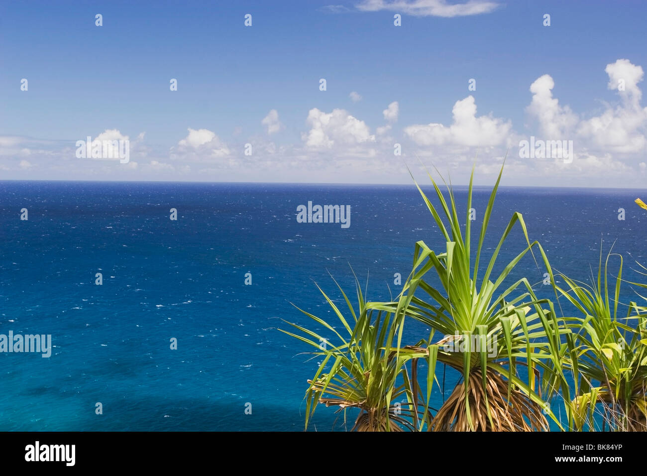 Palm Trees And Pacific Ocean, Northern Part Of Kauai, Hawaii Stock ...