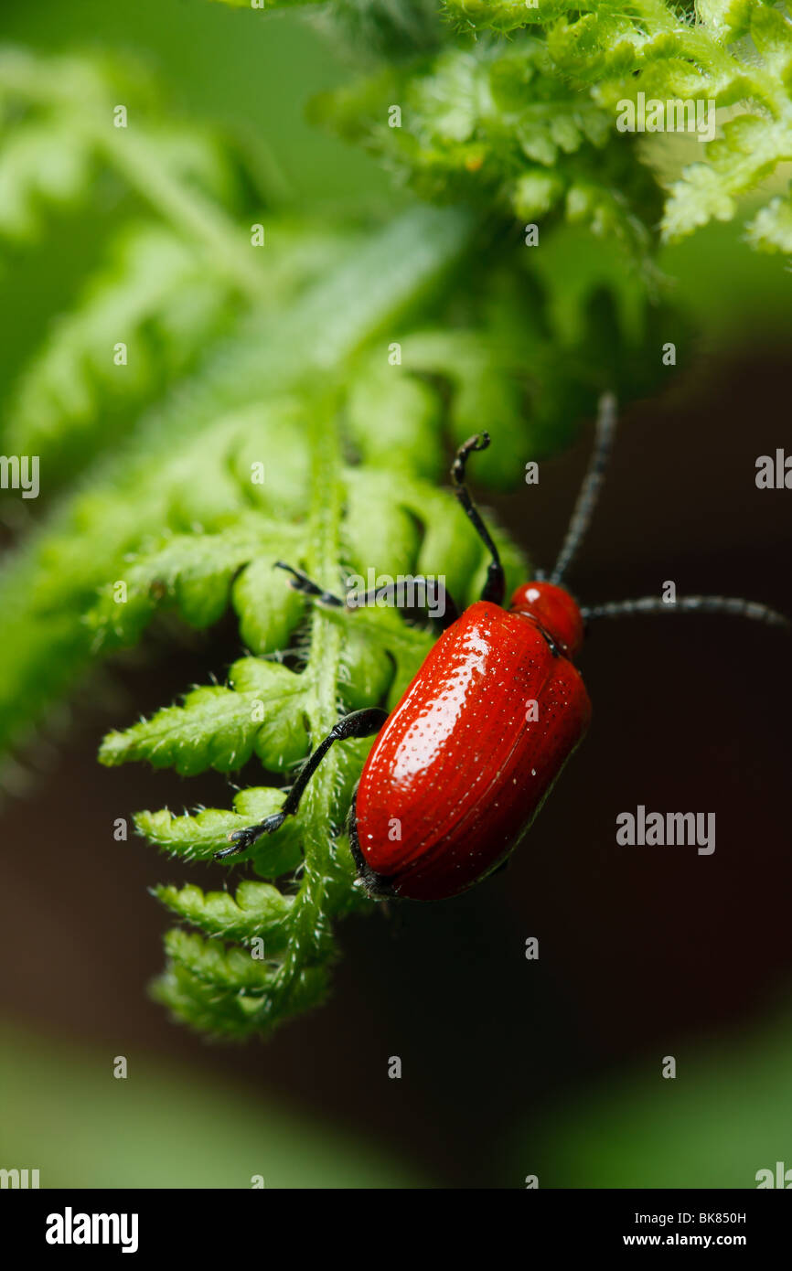 Lily leaf beetle hi-res stock photography and images - Alamy