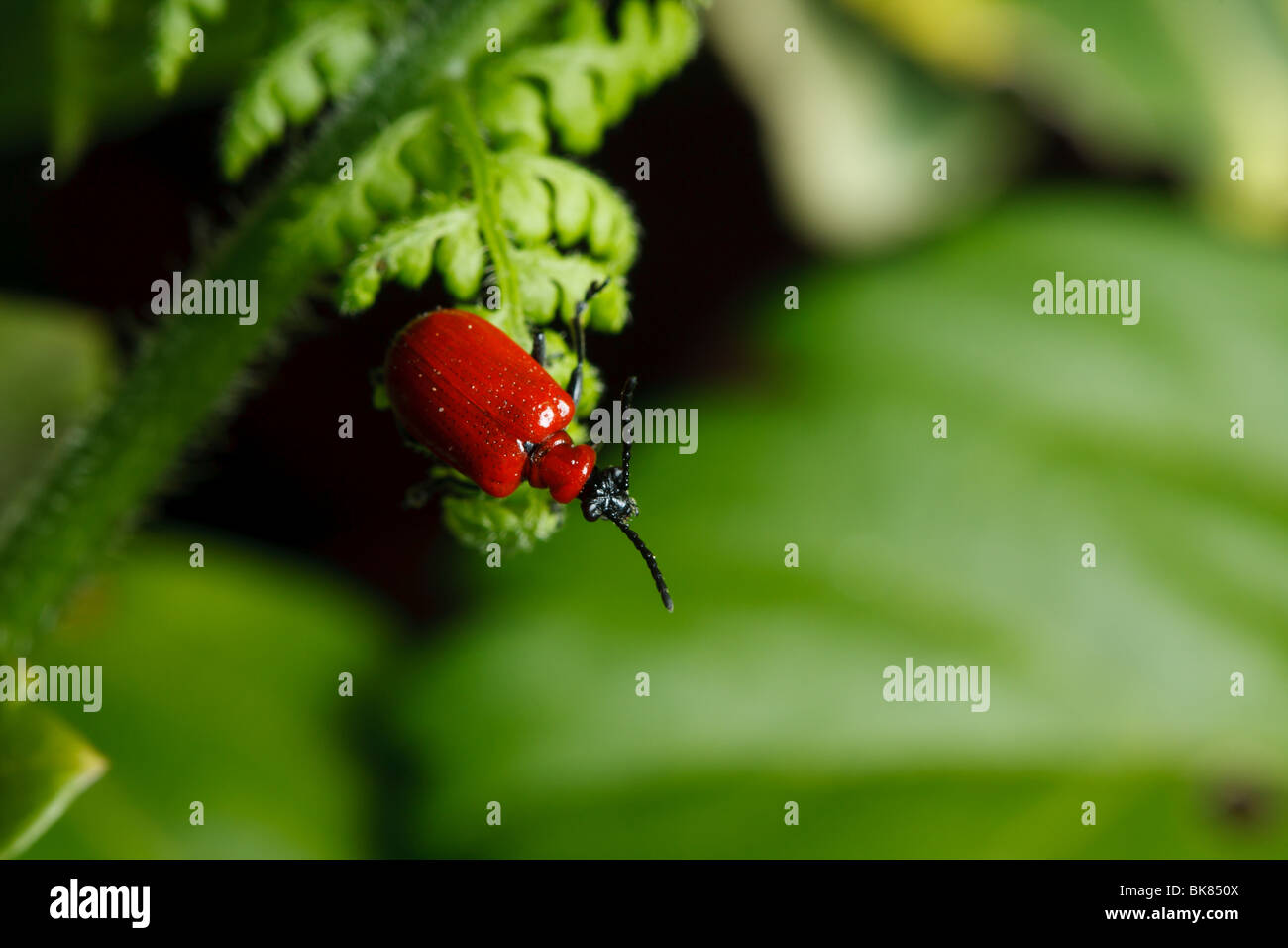 Lily leaf beetle hi-res stock photography and images - Alamy