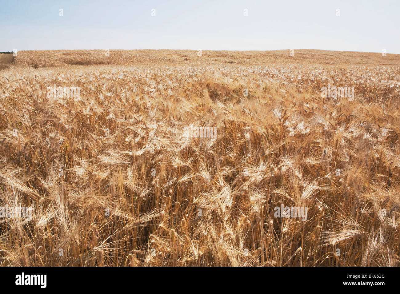 Wheat field ripe grains hi-res stock photography and images - Alamy