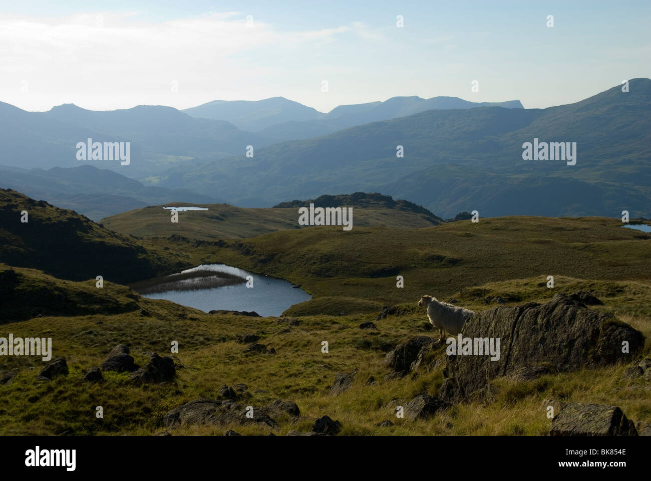 Nantlle sheep hi-res stock photography and images - Alamy