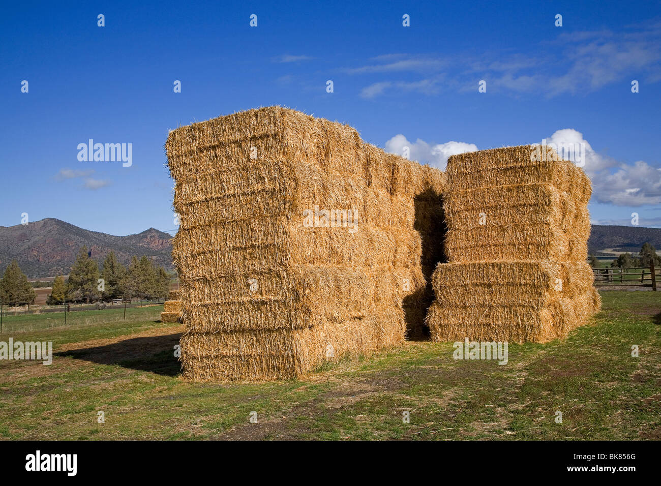 Giant bales of grass hay piled and stacked on a large cattle ranch in ...