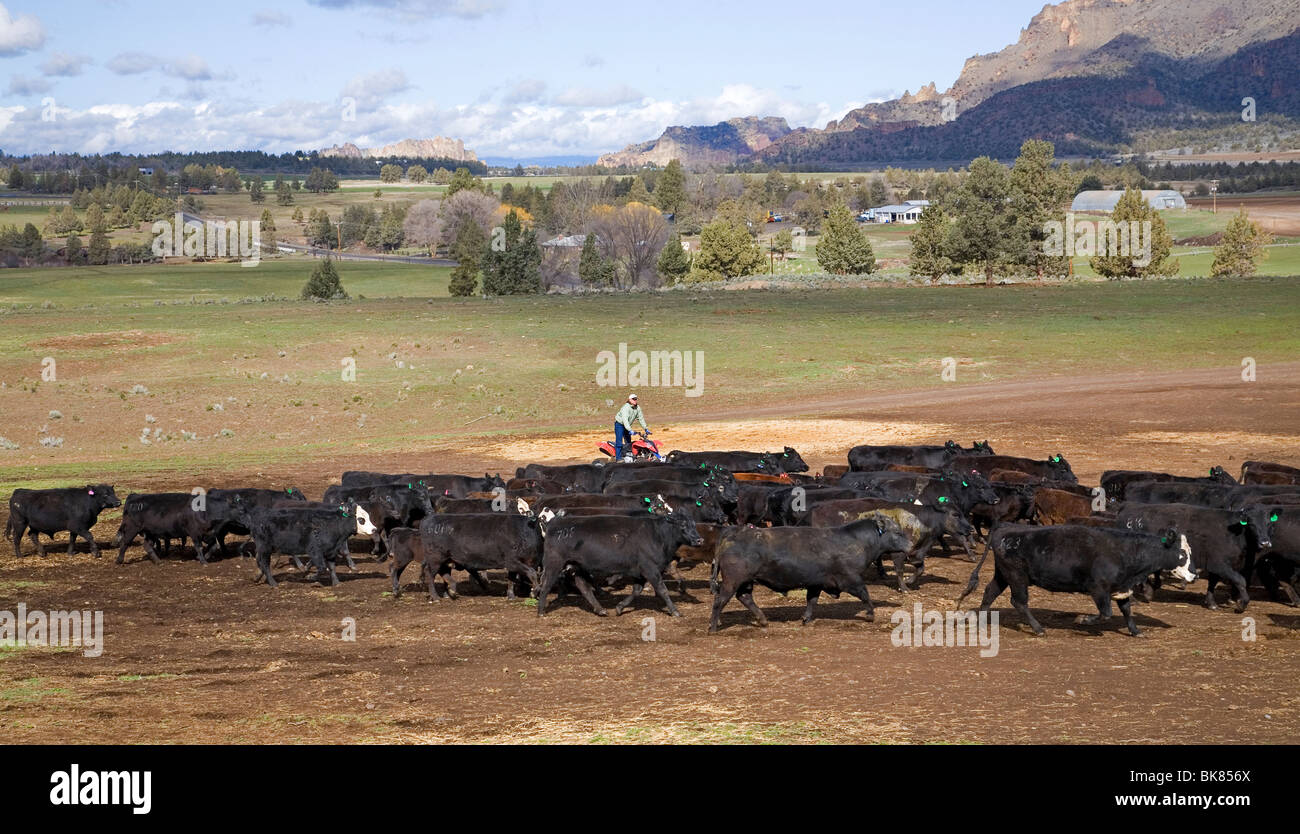 A modern cowboy on an ATV All Terrain Vehicle rounds up a herd of ...
