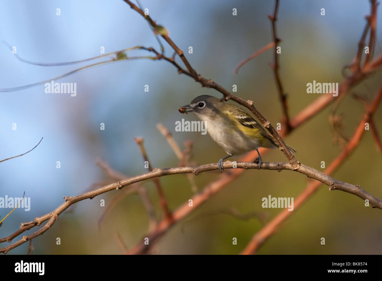 Blue-headed Vireo (Vireo solitarius solitarius) in fresh fall plumage ...