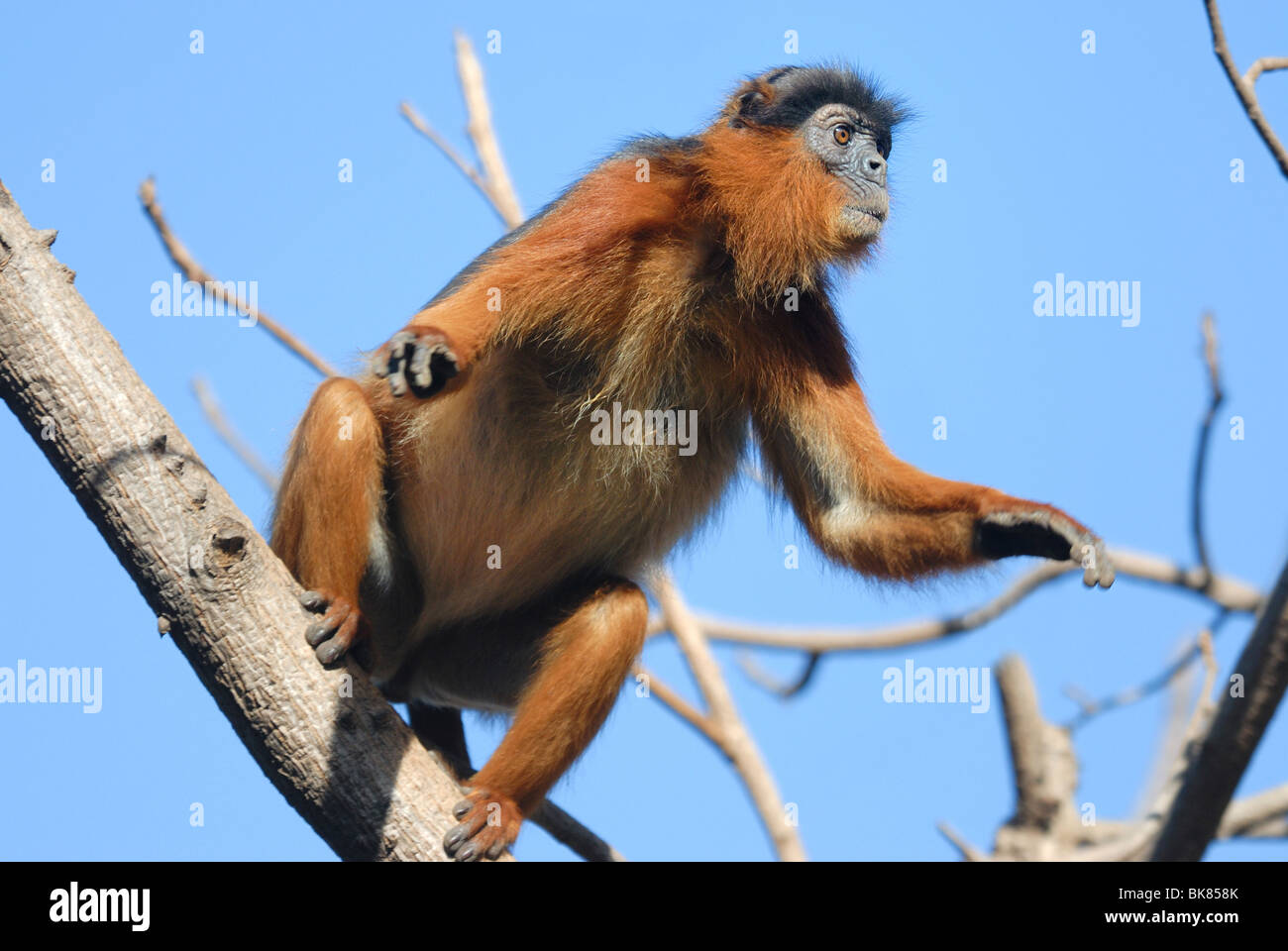 Leaping Monkey Stock Photos & Leaping Monkey Stock Images - Alamy