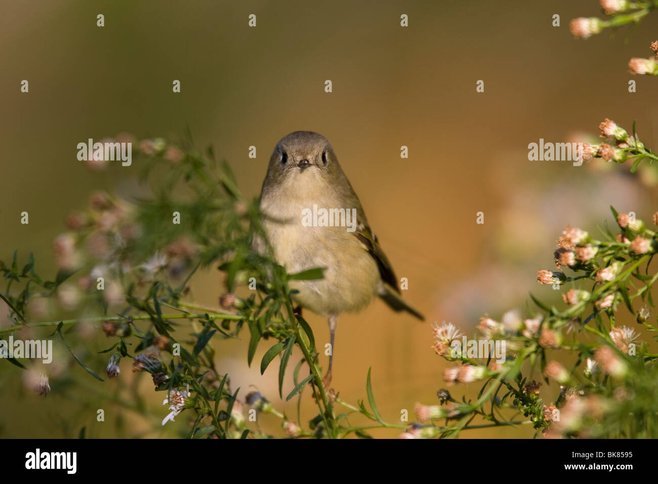 Ruby-crowned Kinglet (Regulus calendula calendula), foraging in yellow ...