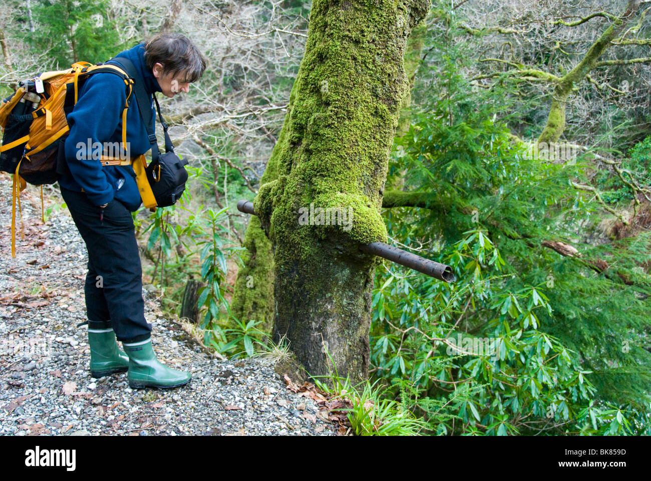 Ancient fence pole in a tree trunk, Coed-y-Brenin forest, near ...