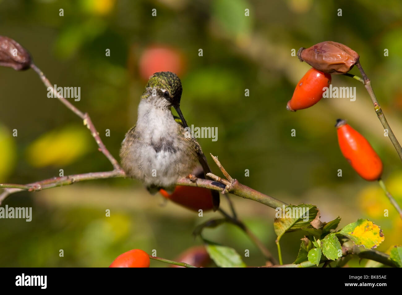 Ruby-throated Hummingbird (Archilochus colubris), female preening Stock ...