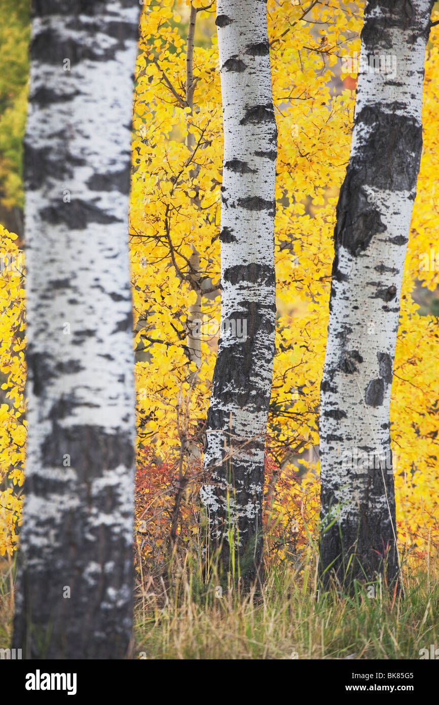 Aspen close ups hi-res stock photography and images - Alamy