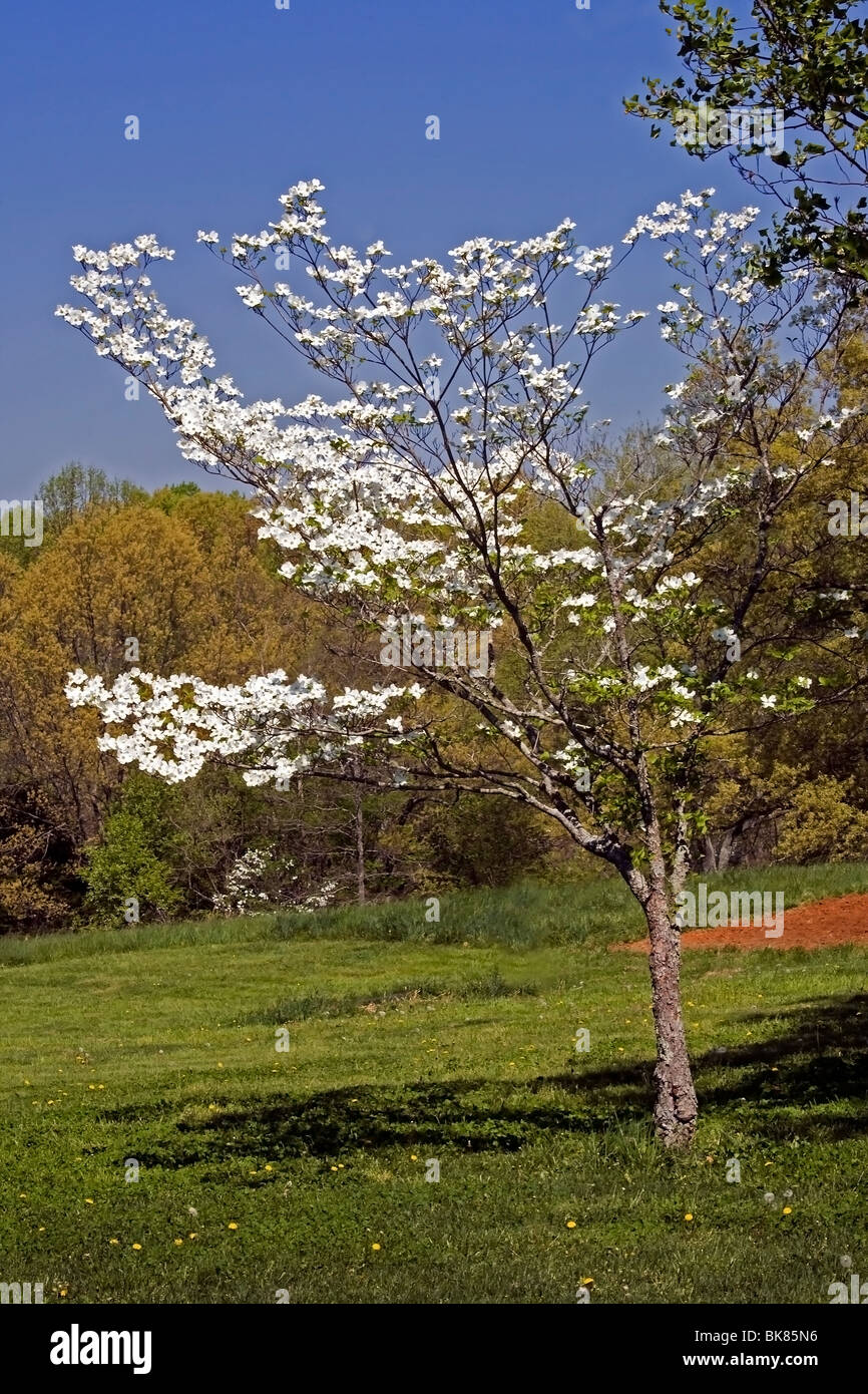 Dogwood tree hi-res stock photography and images - Alamy