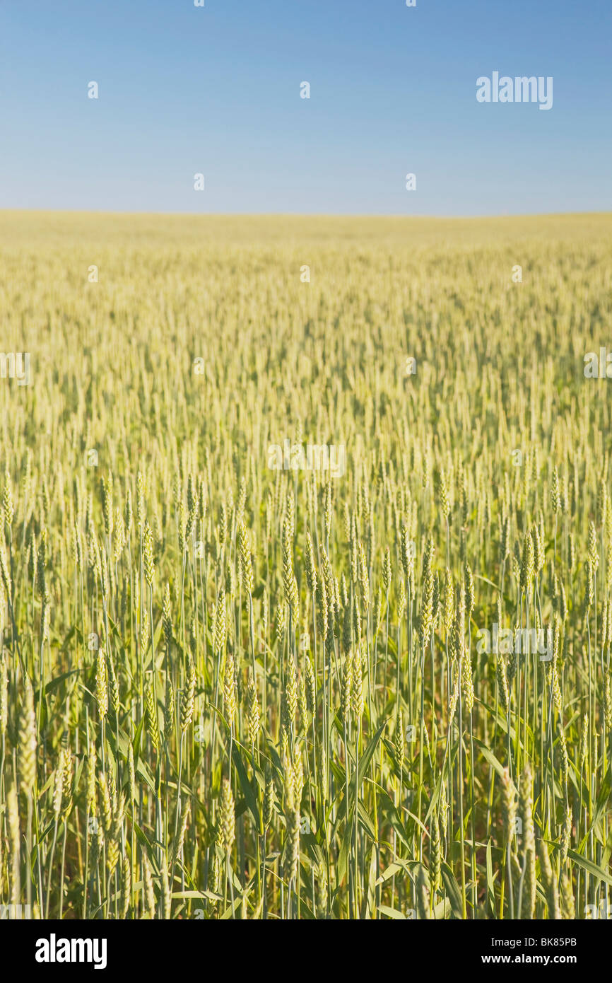 Green unripe wheat fields farm hi-res stock photography and images - Alamy