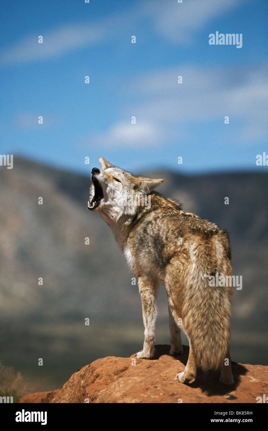 Coyote Howling From High Point Stock Photo - Alamy