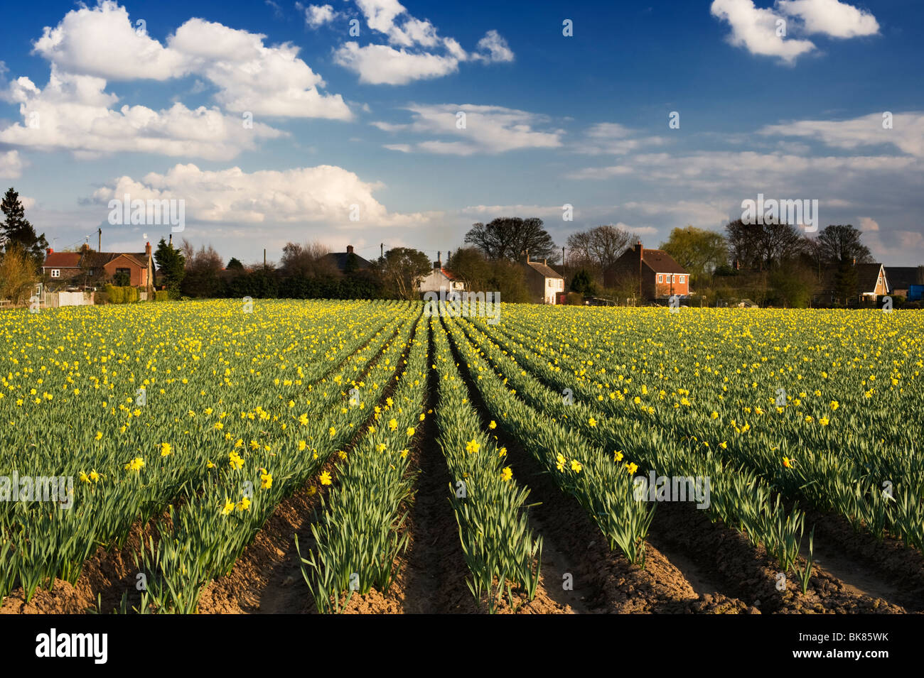 Spalding lincolnshire hi-res stock photography and images - Alamy