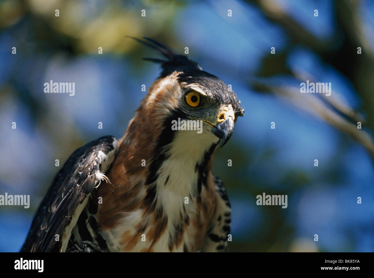 Ornate hawk eagle hi-res stock photography and images - Alamy