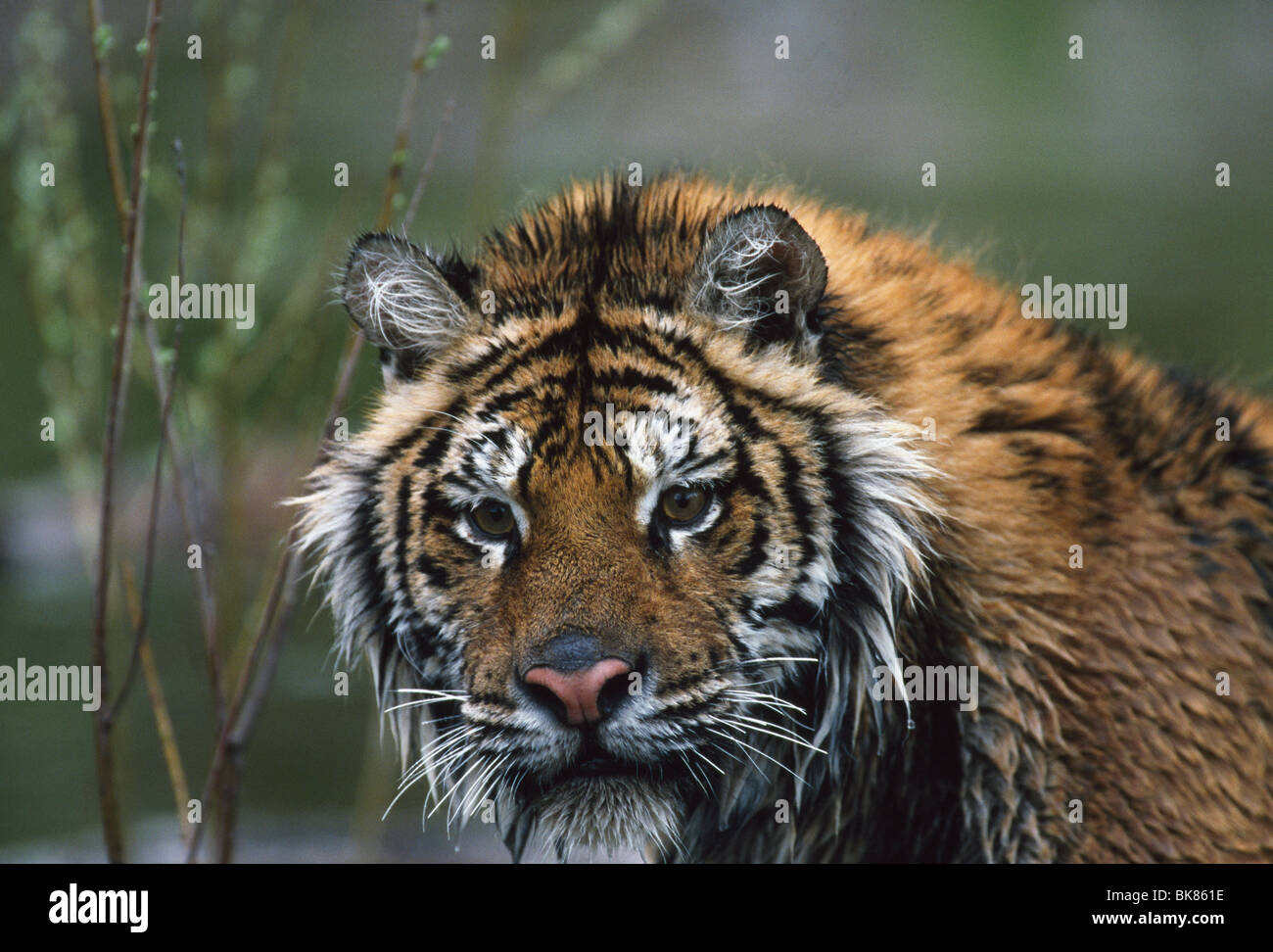 Portrait Of Wet Siberian Tiger Stock Photo - Alamy