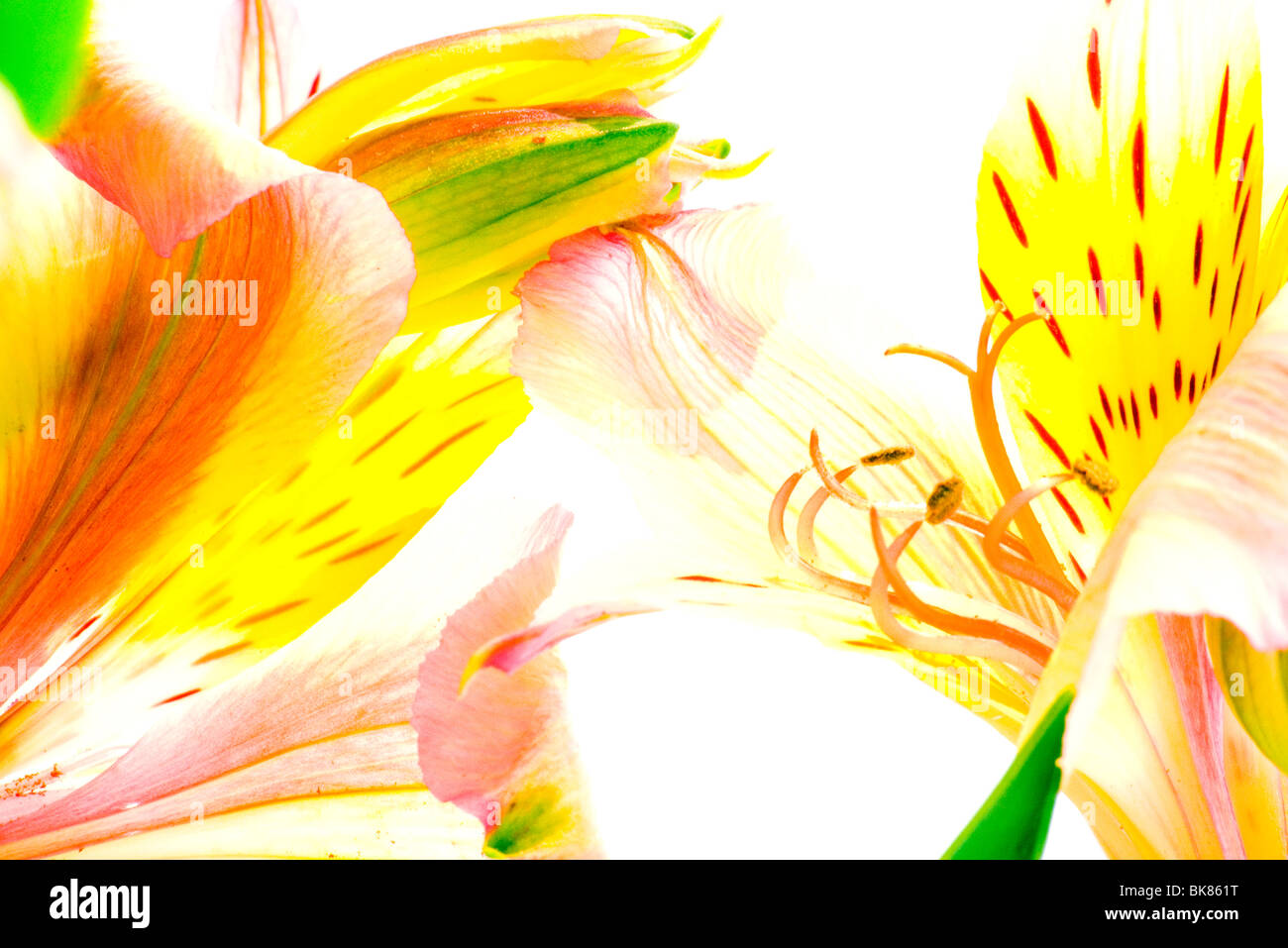 Pclp9173327 hi-res stock photography and images - Alamy