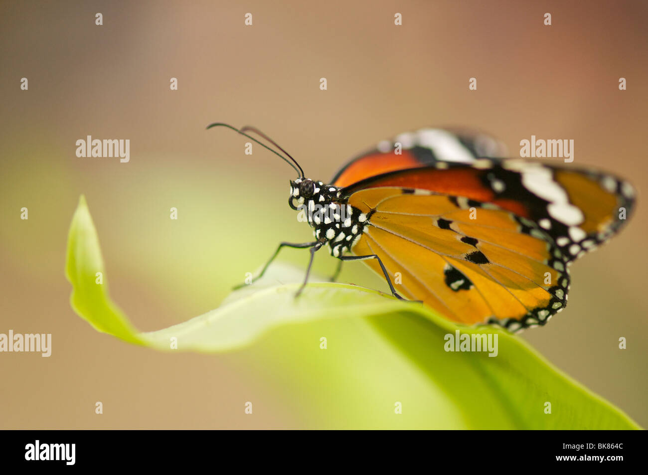 London butterfly house hi-res stock photography and images - Alamy