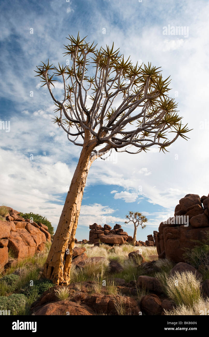 Quiver tree forest kokerboom hi-res stock photography and images - Alamy