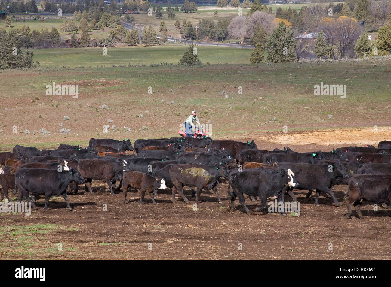 A modern cowboy on an ATV All Terrain Vehicle rounds up a herd of ...