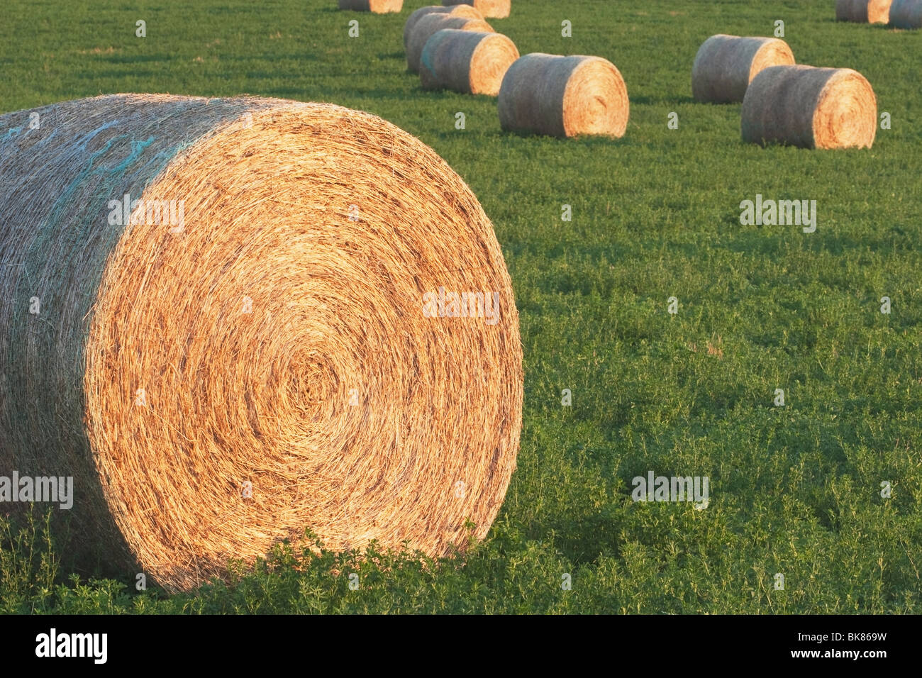 Hay Bales In Green Alfalfa Field, Alberta, Canada Stock Photo - Alamy